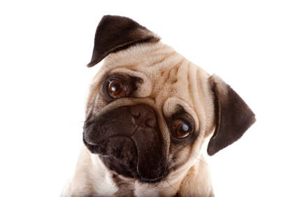 how to take care of a pug - everything you need to know