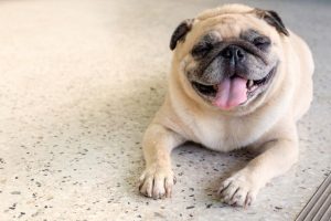 why is my pug so fat - why are pugs so overweight