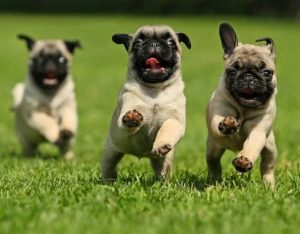 Are Pugs Good Family Pets Are Pugs Good With Kids