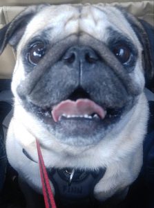 Pug eye problems and treatments