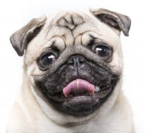 common pug skin problems and how to treat them at home